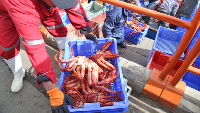 Temporada de la centolla comenzaría con mejor escenario de mercado | La ...