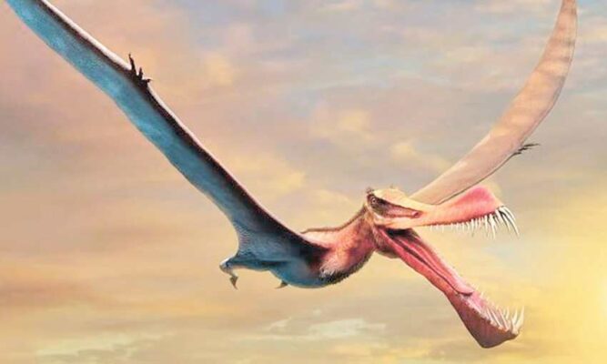 Hallan los restos de un “dragón volador”, el reptil alado más grande de ...