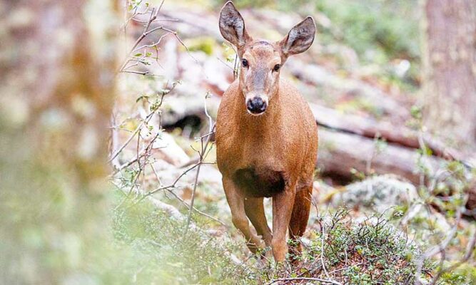 Monitoreo de huemules de la Conaf en el Paine advierte amenazas a la ...