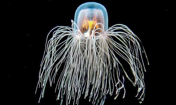 Genoma de la medusa inmortal abre una puerta contra el envejecimiento ...