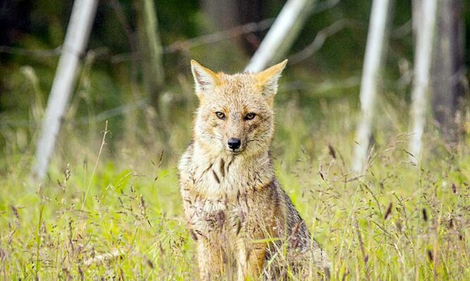 Parque Karukinka, una experiencia de casi 300 mil hectáreas de bosques ...