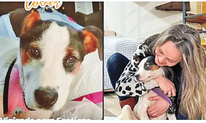 Profesora que ganó millonario premio lo destinará para operar a perrita ...