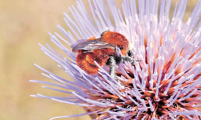 ¿Qué ha sido de nuestros insectos naturales? | La Prensa Austral