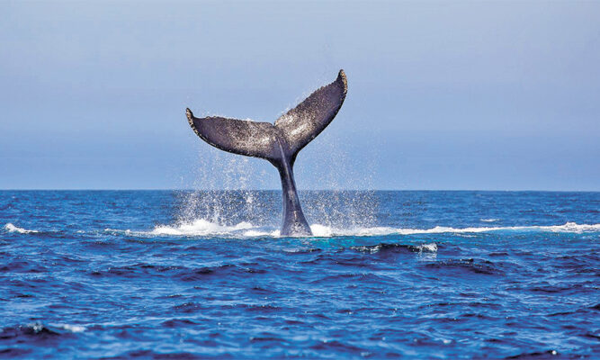 Campaña promueve avistamiento seguro de ballenas | La Prensa Austral