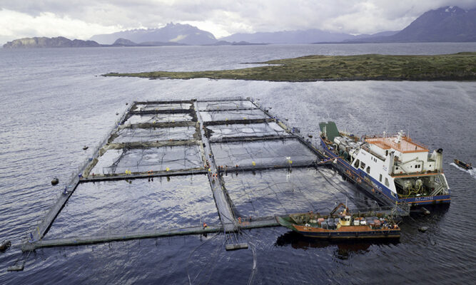 Greenpeace denuncia a Nova Austral por matanza de lobos marinos y ...