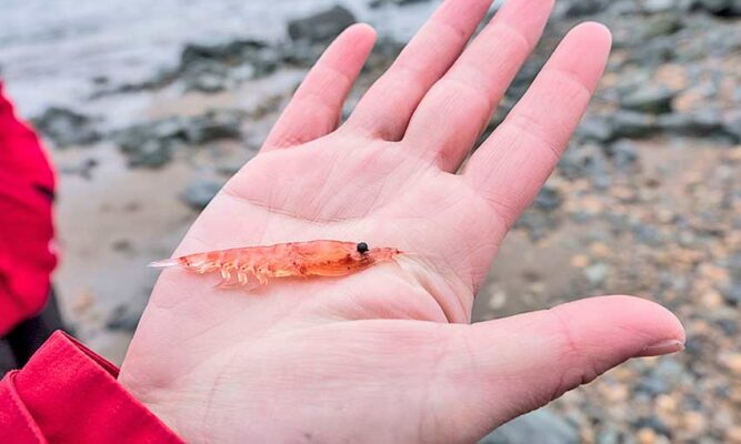 Alianza pionera para la investigación y conservación del kril antártico ...