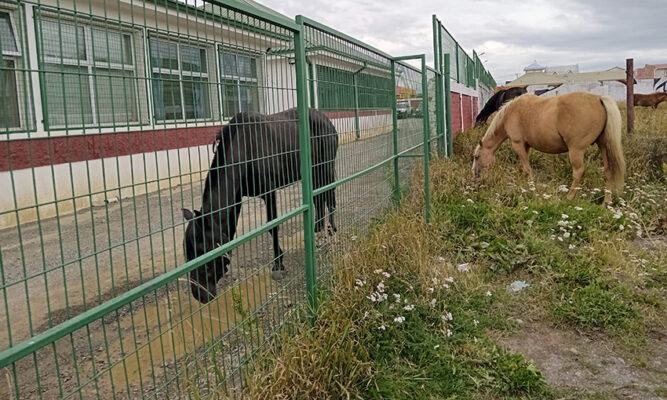 Una tropilla de 25 caballos pastaba en terreno adyacente a consultorio ...