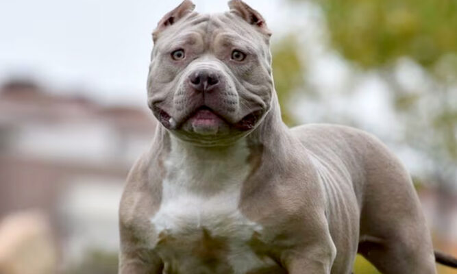 “La vida de ningún perro vale más que la vida humana” | La Prensa Austral