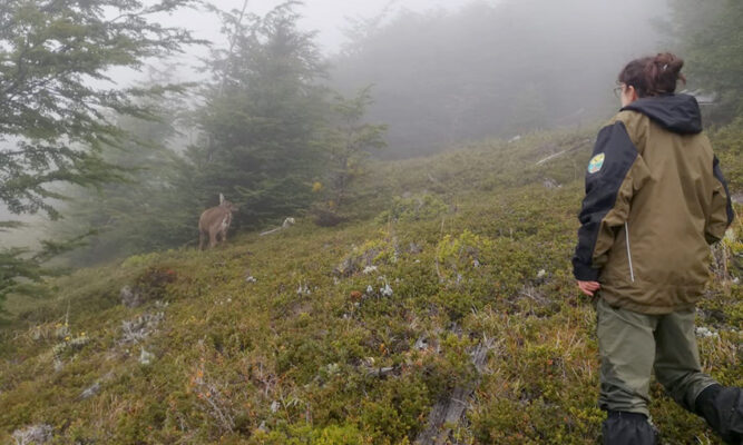 Primer monitoreo de huemules en el Paine: avistan dos ejemplares en ...