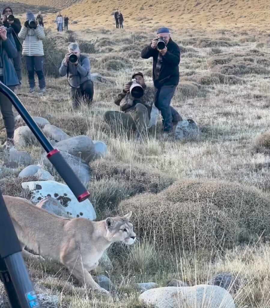 Puma sorprende al pasar entre fotógrafos en Torres del Paine | La ...