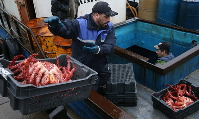Pesca artesanal acusará “colusión” en precios de centolla, erizo y luga ...